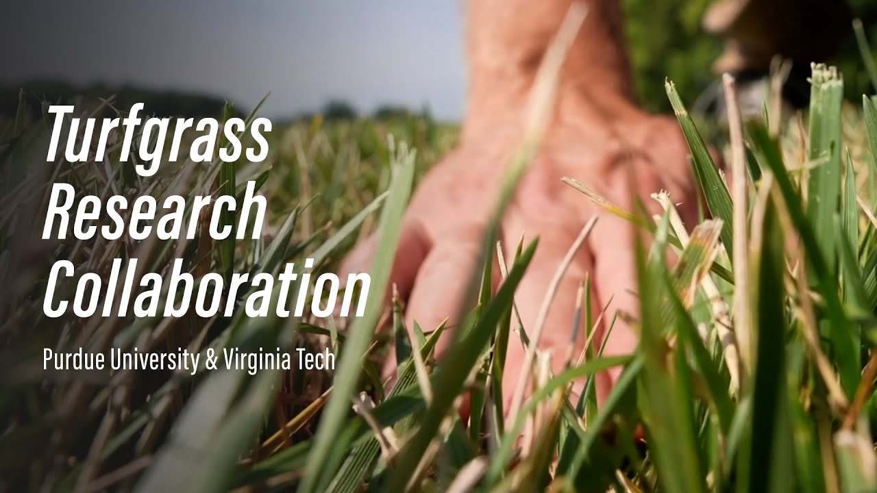 Purdue and Virginia Tech Turfgrass Research Collaboration - YouTube