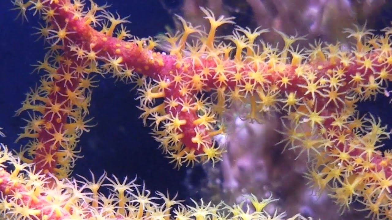 Gorgonian coral - YouTube