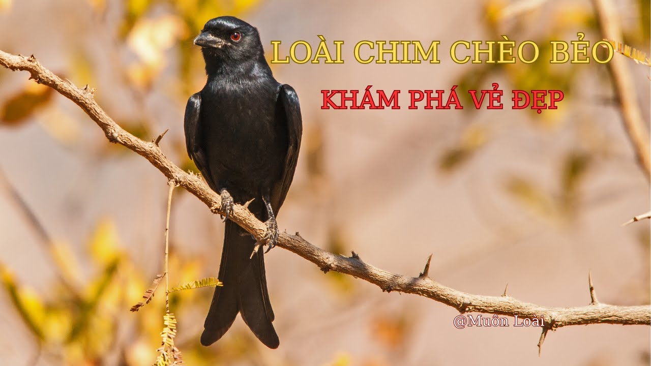 Nhật ký Muôn loài. Loài Chim Chèo Bẻo: Khám Phá Vẻ Đẹp Trong Thiên ...