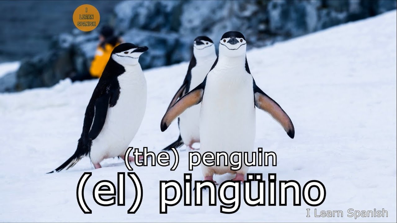 Spanish Vocabulary | Snow Animals | I Learn Spanish - YouTube