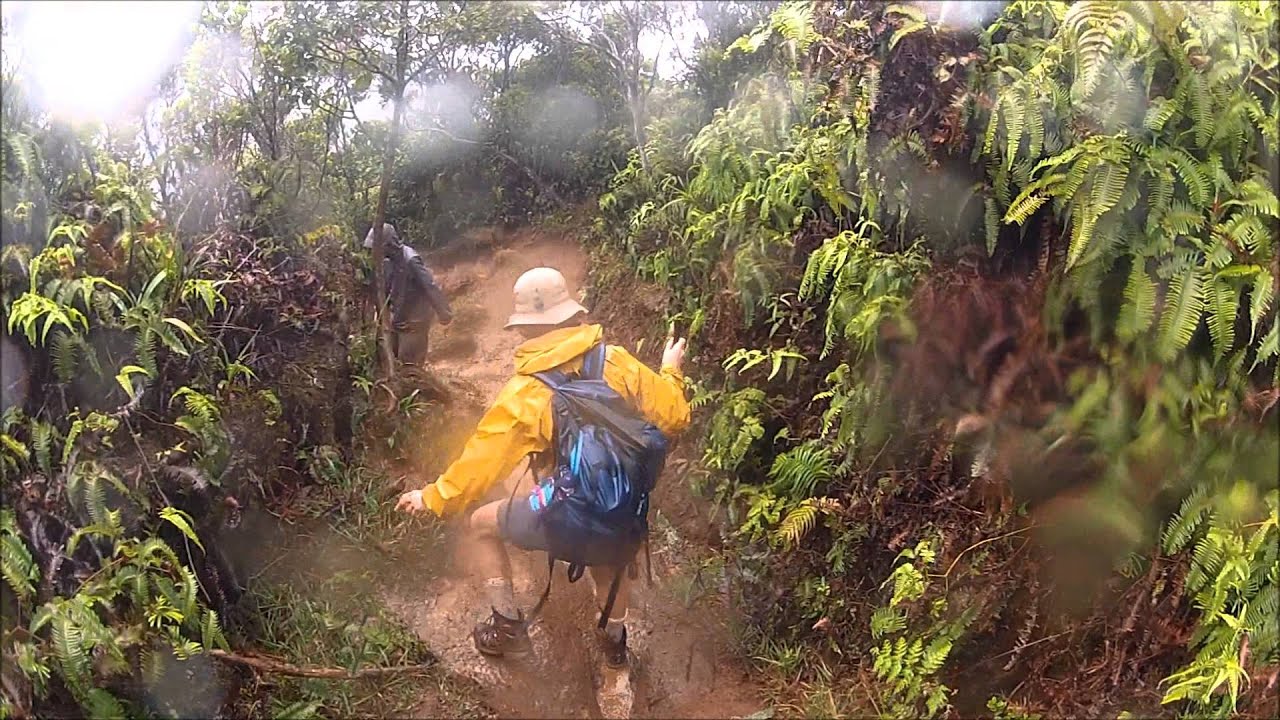 Alakai Swamp Hike - YouTube
