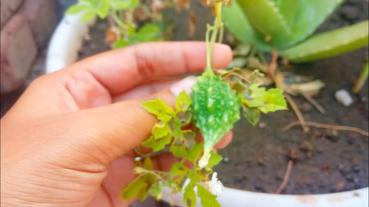 terrace garden sindagi by neeta kamatagi - YouTube