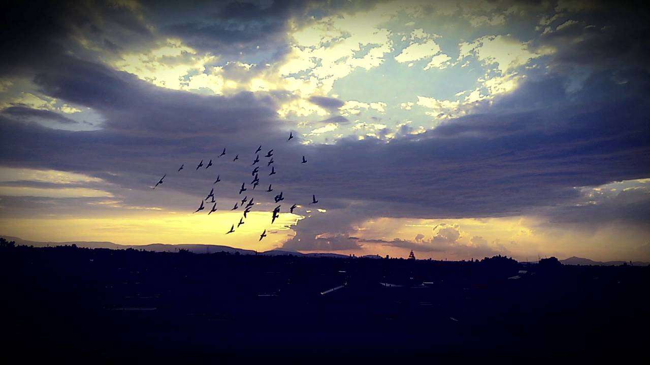 Palomas finas mensajeras voladoras - YouTube