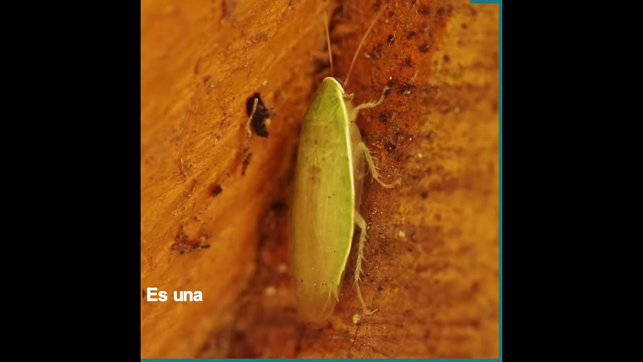 #CuidadoPorDondePisas: Panchlora nivea (Cucaracha verde) - YouTube