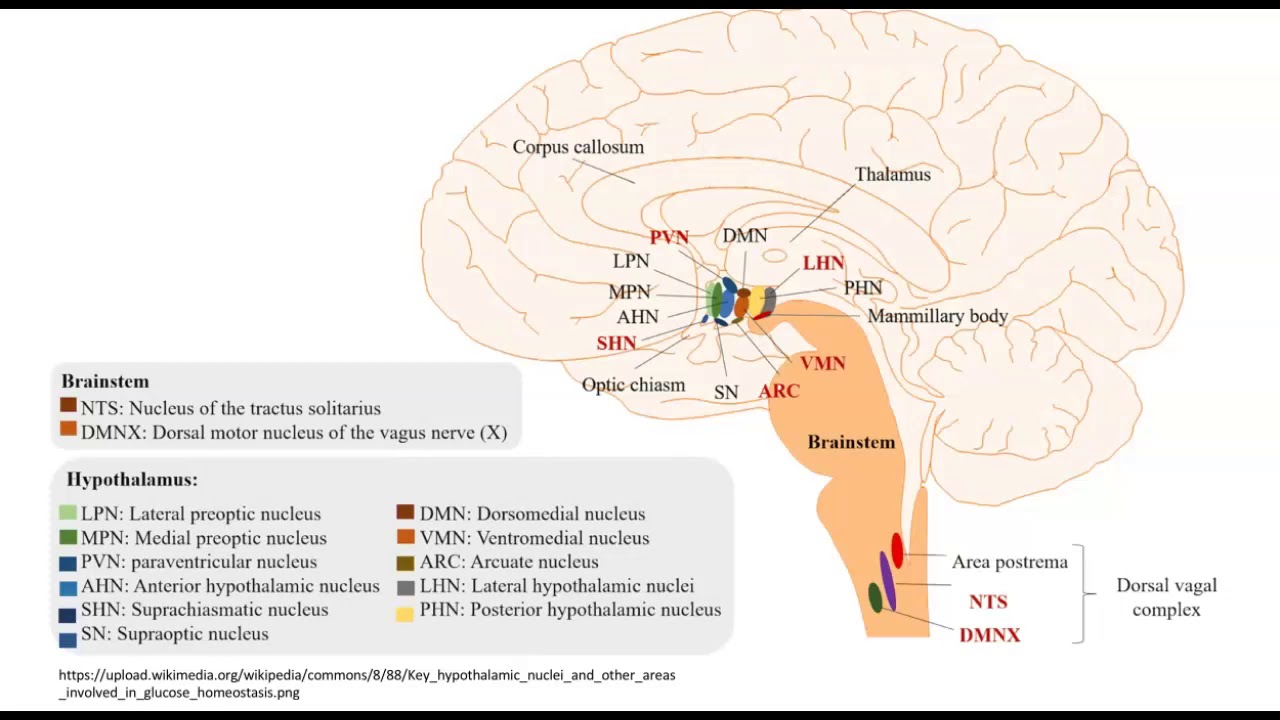 Hypothalamus - YouTube