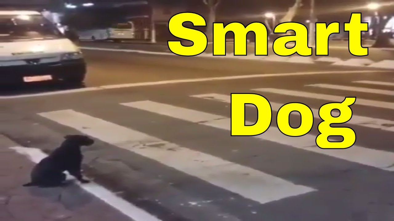 Smart Dog crossing road seeing traffic signal - YouTube