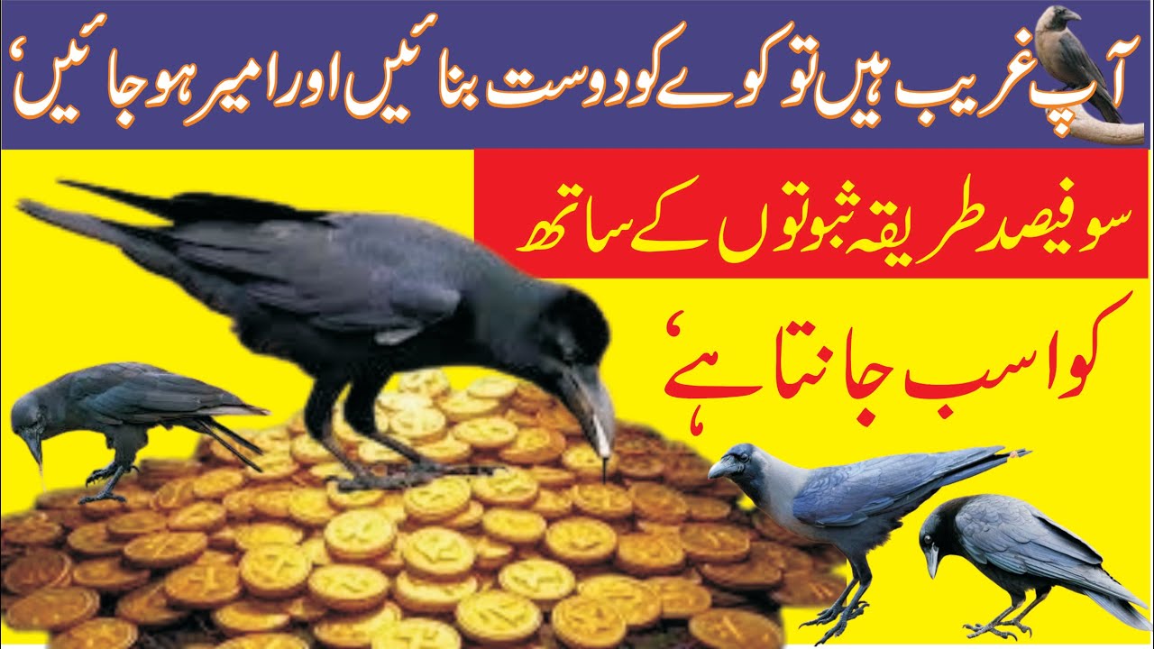 Crow friendship crows bringing wealth l crow behavior animal friendship ...