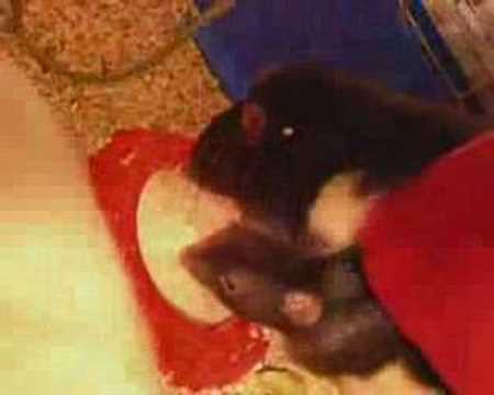 Szczuras- Karate Akrobata! :D