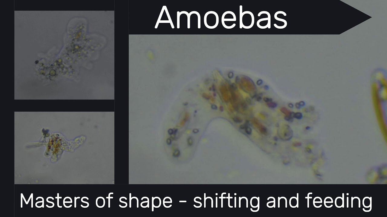 Amoebas - masters of shape - shifting and feeding, seen under the ...