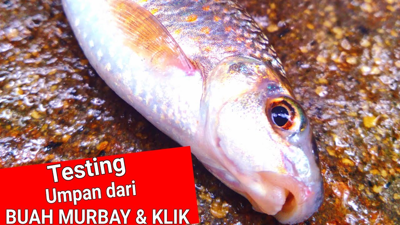 Mancing Ikan Nilem/Melem Menggunakan Umpan Dari Buah Murbay & Klik ...