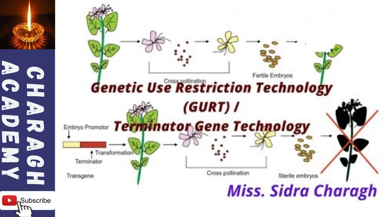 Genetic Use Restriction Technology (GURT)/ Terminator Gene Technology ...