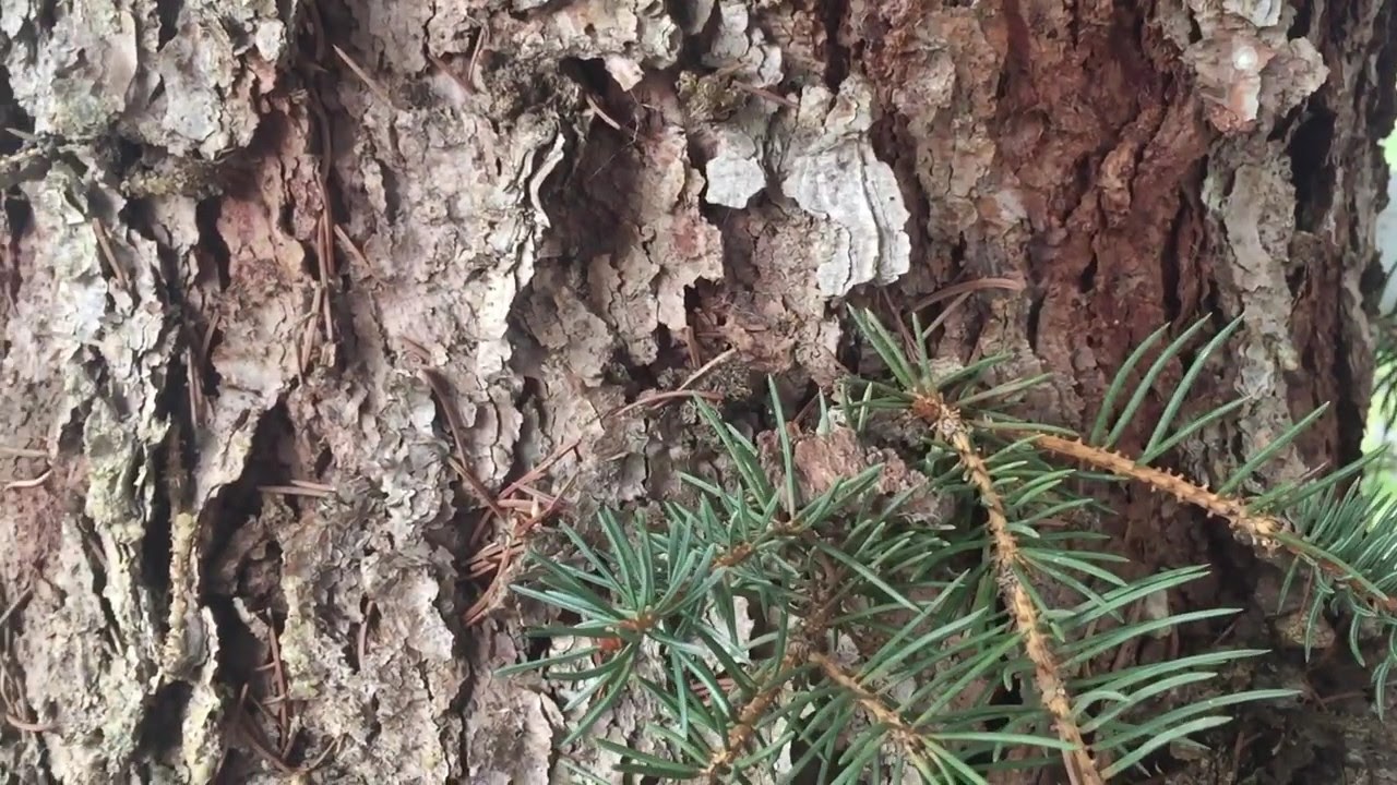 Blue Spruce Tree Trunk grows Needles - YouTube