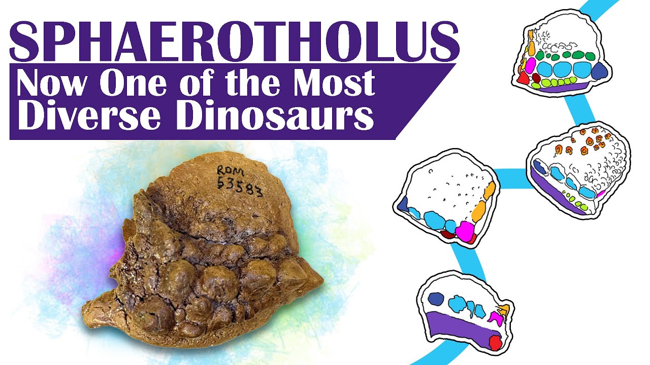 Sphaerotholus, Now One of the Most Diverse Dinosaurs - YouTube