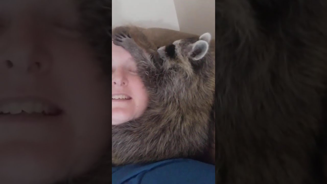 Raccoon snuggles! (no matter what!) - YouTube