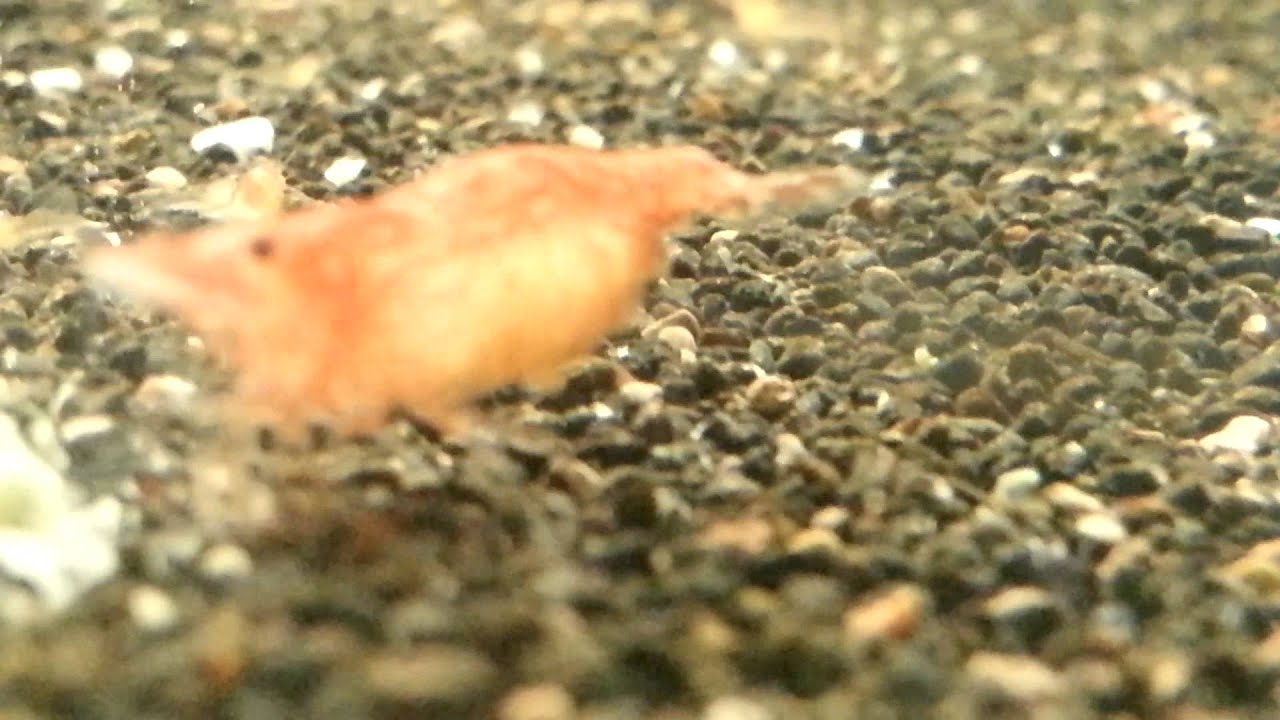 very berried red cherry shrimp up close - YouTube