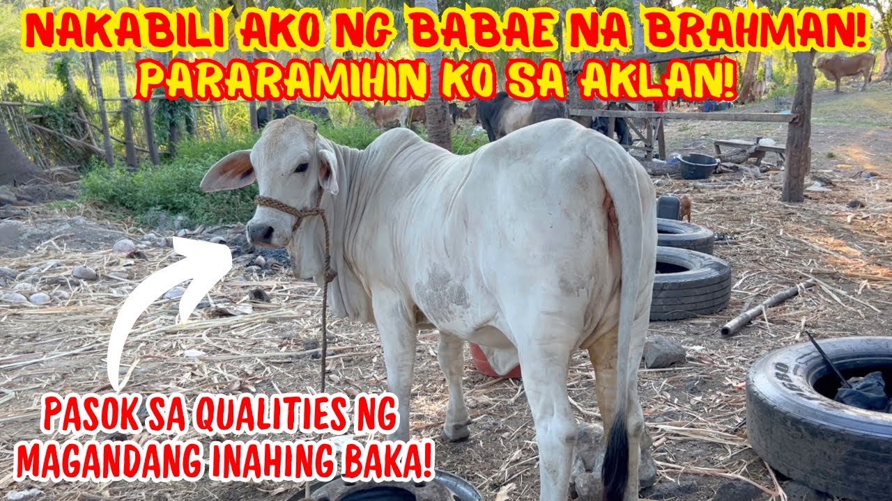 NAKABILI AKO NG BABAE NA BRAHMAN PARARAMIHIN KO SA AKLAN |MAGANDANG ...