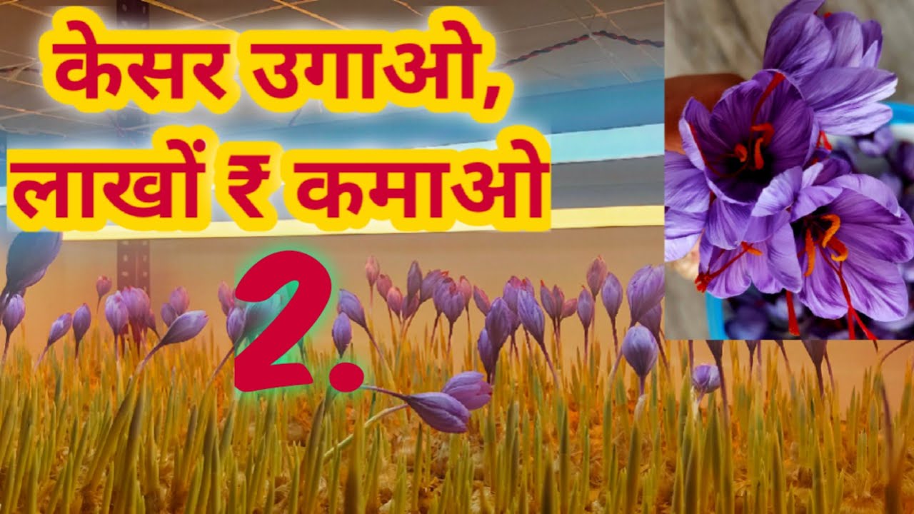 केसर उगाओ, लाखों ₹ कमाओ | Part 2 | Saffron Farming | Kesar ki kheti ...