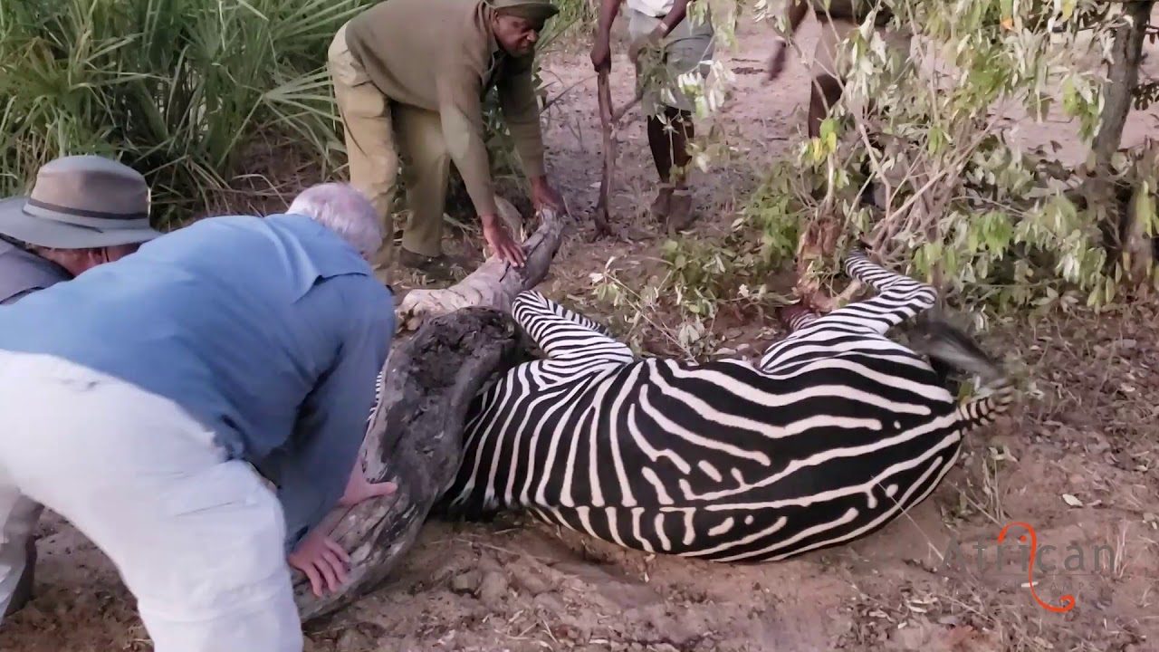 Operation: Save Zebra - Latest Sighting by African Bush Camps - YouTube
