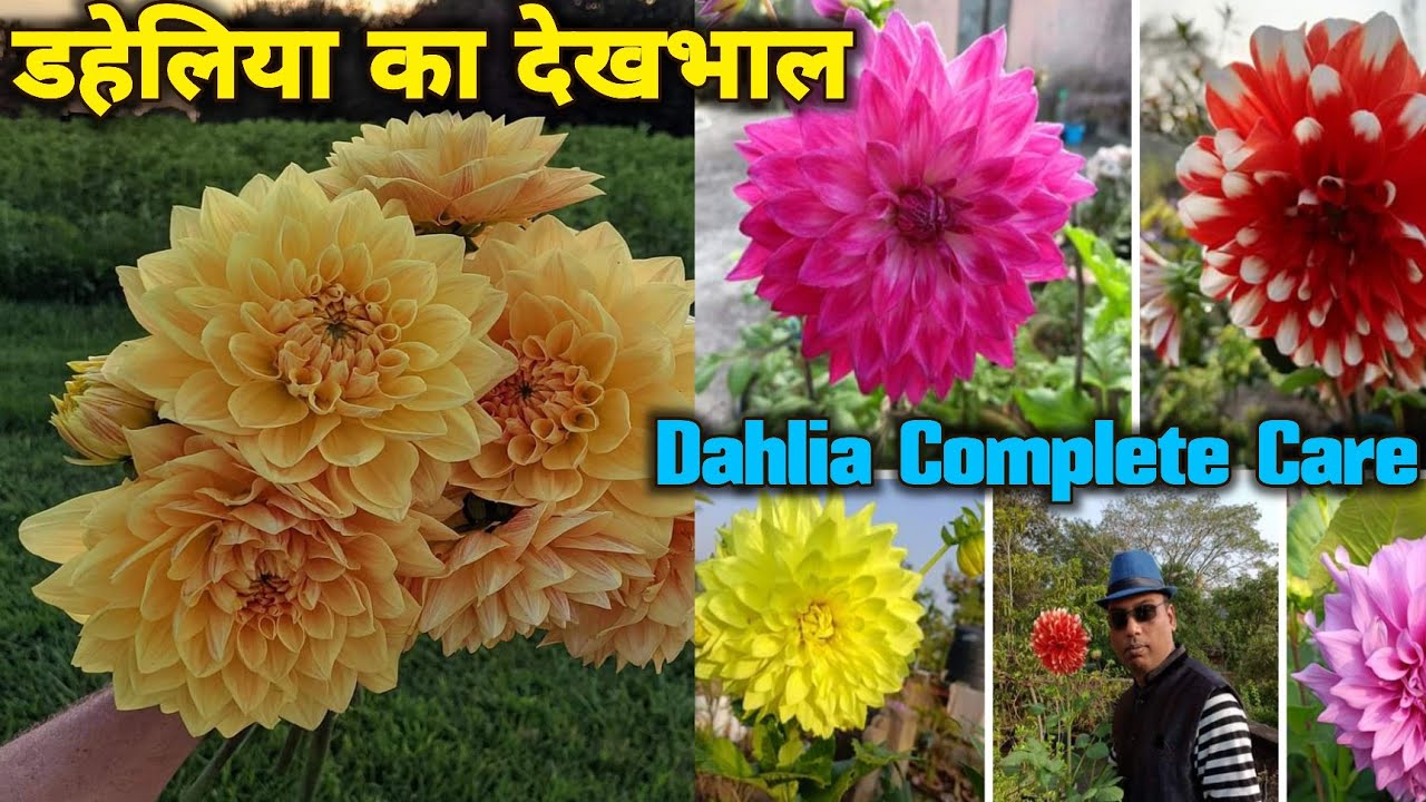 Dahlia flower plant care from seedling to bloom// डहेलिया के पौधे का ...
