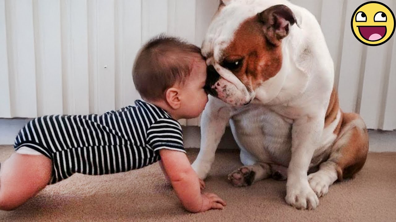 💞"These Dogs & Babies Made Us Cry Laughing! 😂🐶👶 | Best of 2025" - YouTube