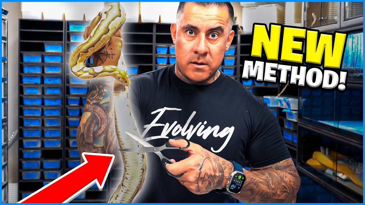 Cutting Belly Scales! You Won’t Believe This New Method ! - YouTube