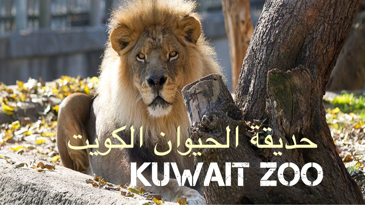 Kuwait zoo -2020 حديقة الحيوان الكويت (vlog 7) - YouTube