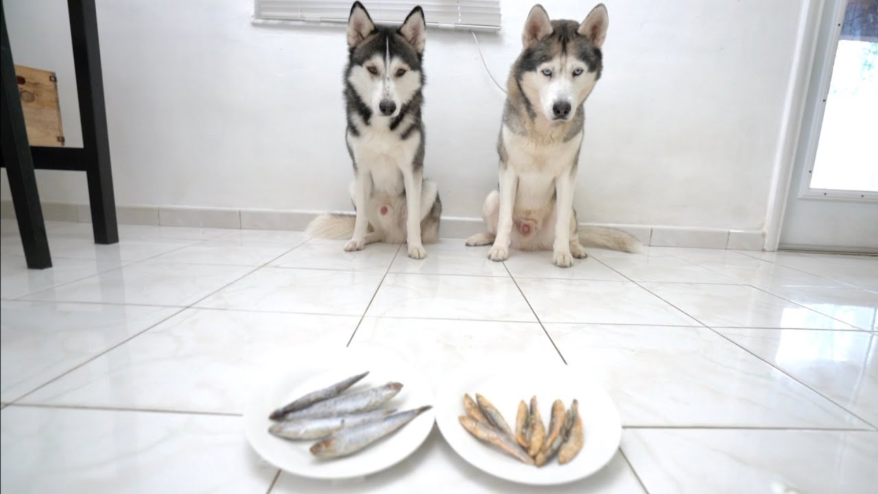 Do My Huskies Prefer Raw or Dehydrated Fish? - YouTube