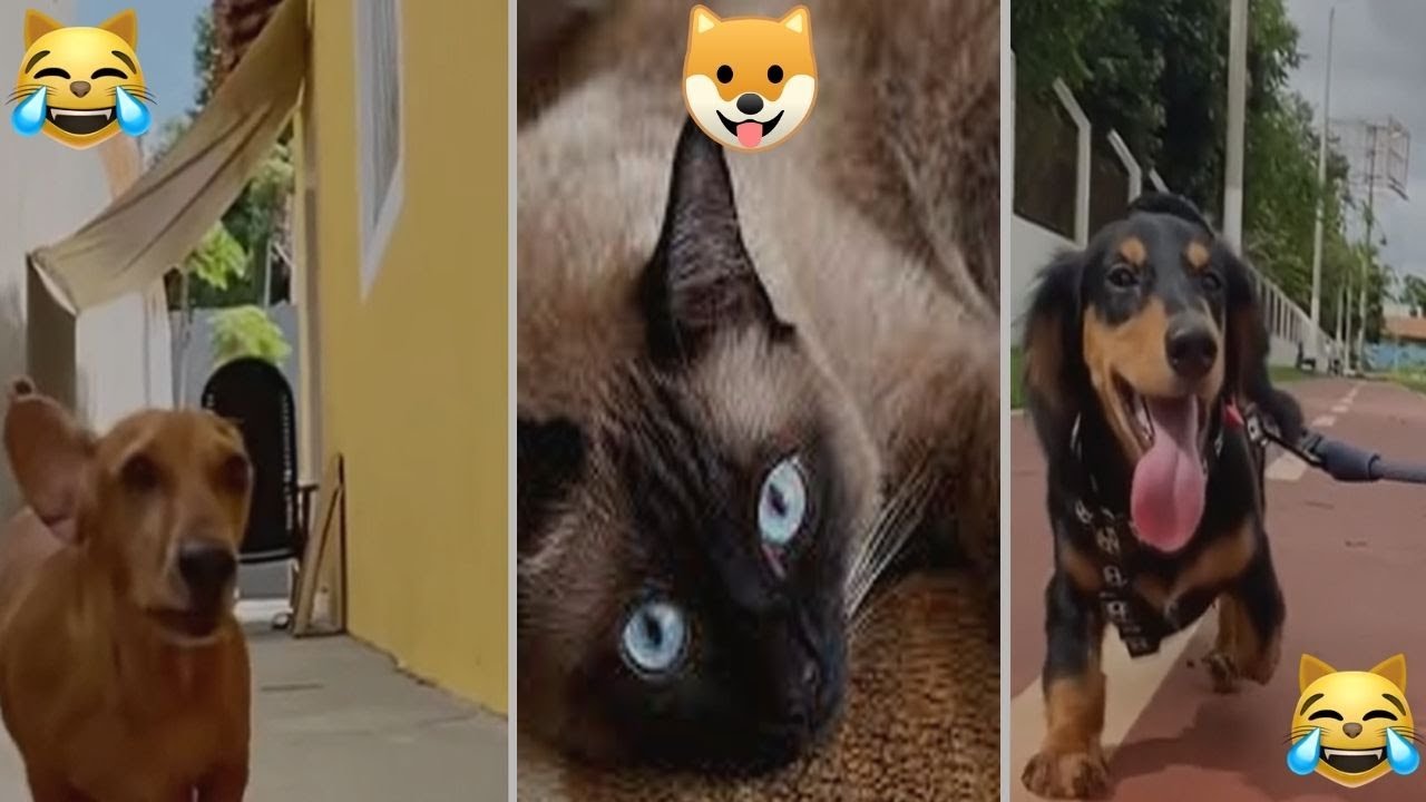 Funny Animals Video - Best Cats😹 and Dogs🐶 Videos of the Week 2022 ...