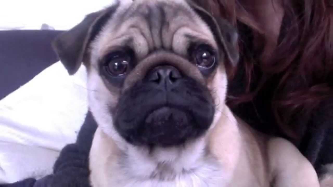 Pug Life - YouTube