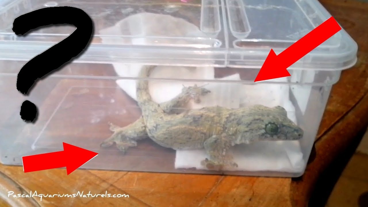 mon nouveau gecko mystère 🦎- Pascal Aquariums Naturels - YouTube