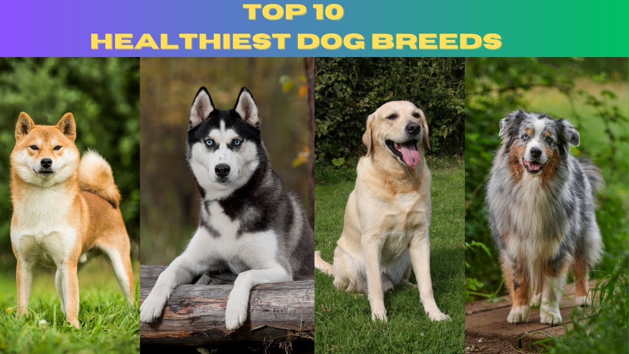 Meet the 10 Healthiest Dogs: Strong, Happy, and Full of Life - YouTube