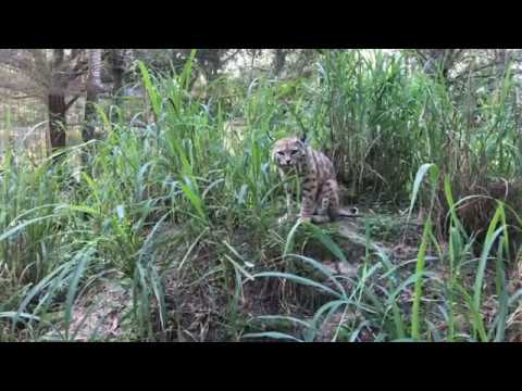 Q&A w/ Brittany @BigCatRescue 07112018