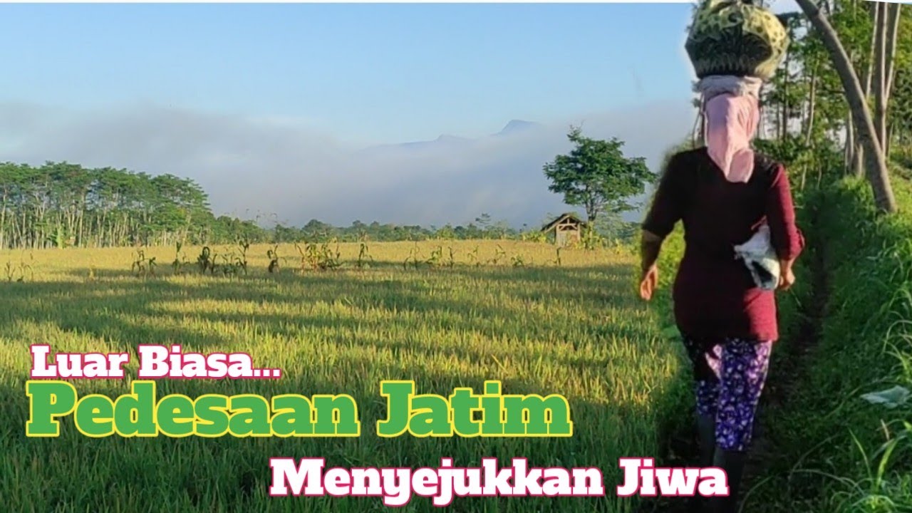 Wow....Suasana pedesaan jawa | pedesaan jawa timur | Rural | rural ...