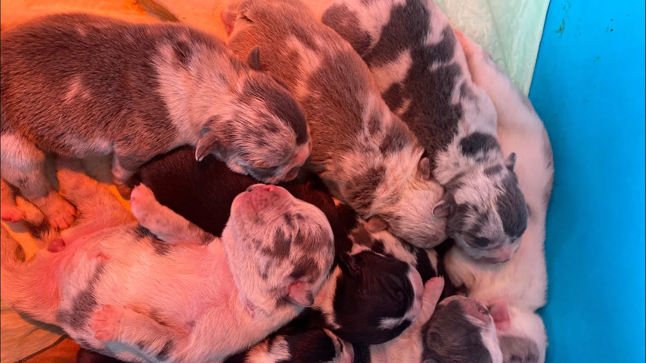 Merle Micro Bully Puppy's 1 week Update Pups Available !!!!!! - YouTube