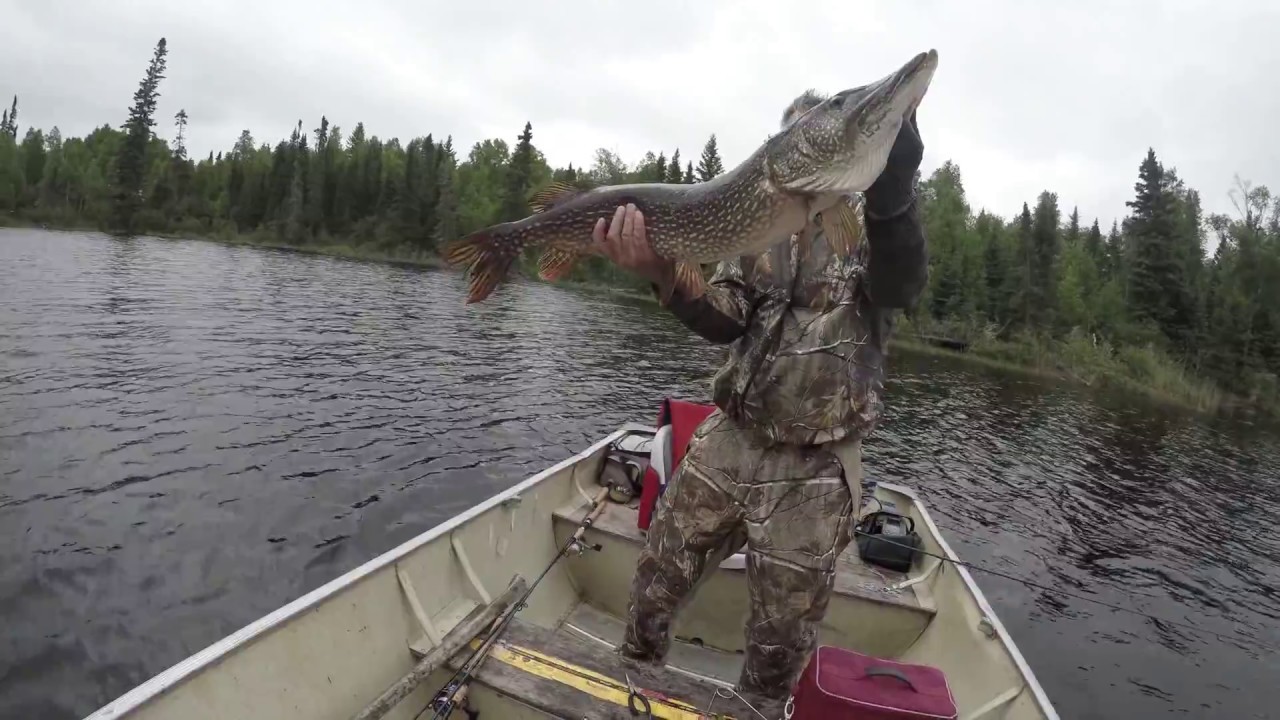 Monster 44" Northern Pike caught while fishing in Canada! - YouTube