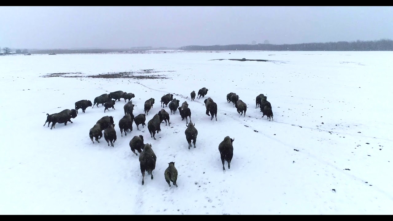FortWhyte Alive: Too Good Not To Visit This Winter - YouTube