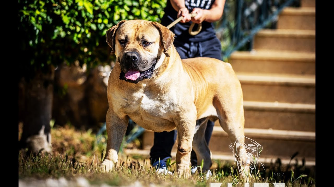 The Stronger and wider Boerboel i ever seen - YouTube