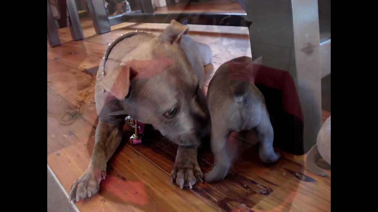 Our two Blue Staffys - YouTube