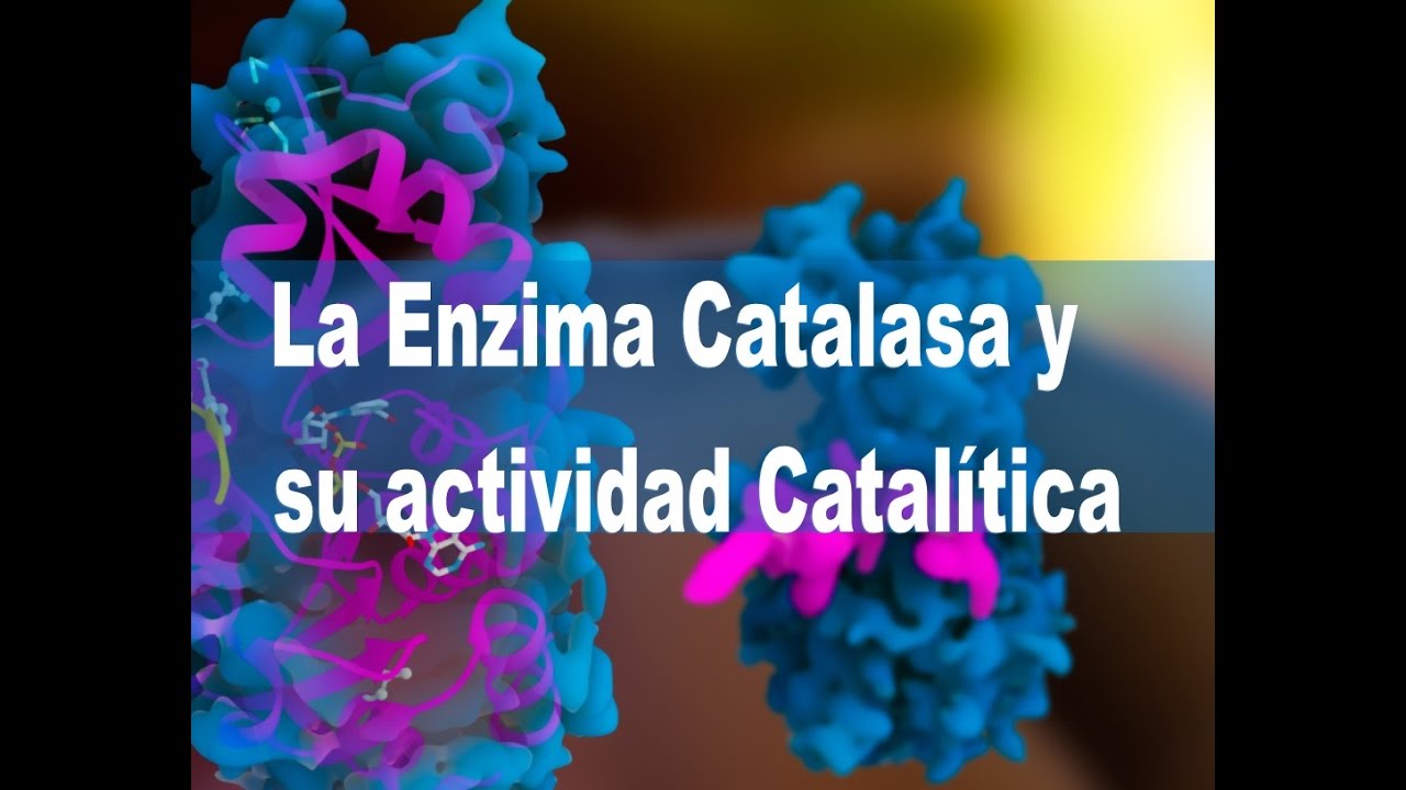 LA ENZIMA CATALASA Y SU ACTIVIDAD CATALÍTICA - YouTube