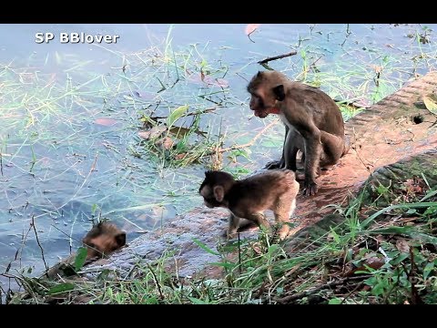 Monkey Have Bath In The Early Morning - YouTube