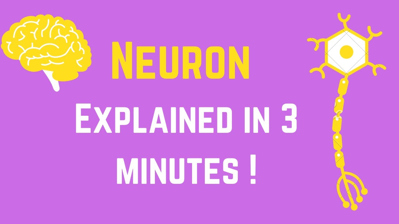 Neuron - The Basic Unit of Nervous System - YouTube