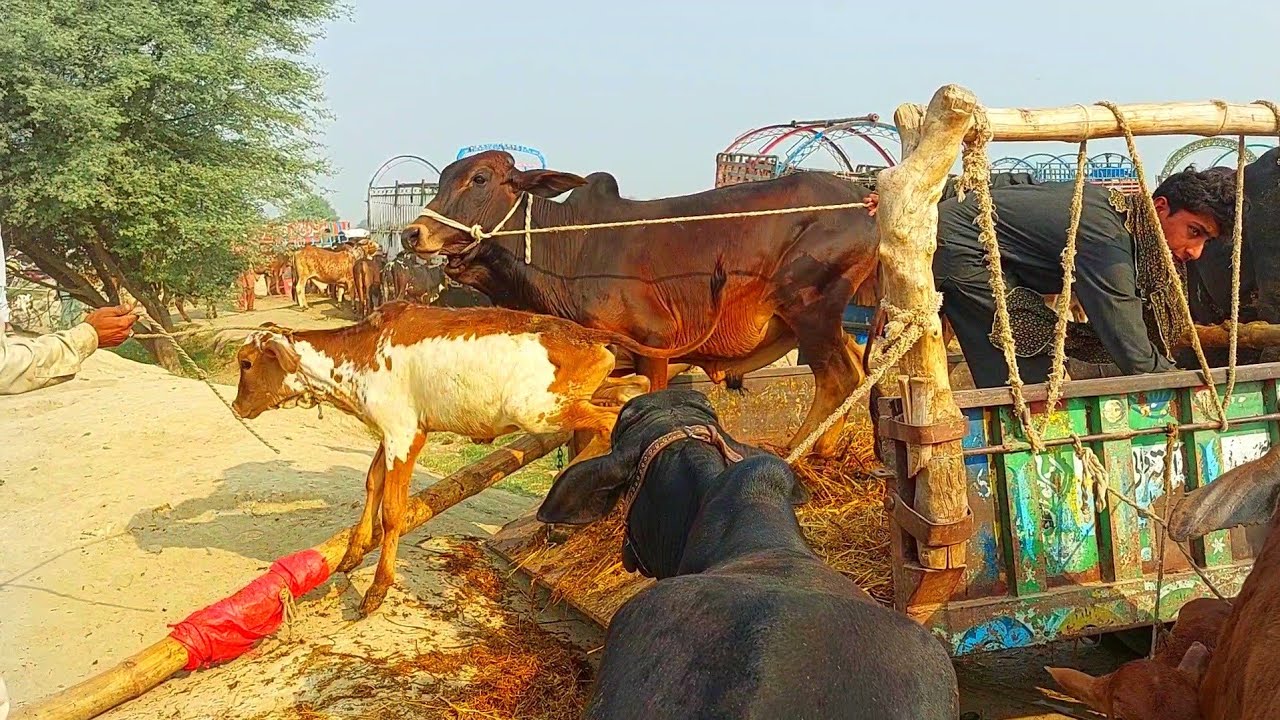 New Crazy Mix Caw Super Unloading//At Cattle Market//Msa cattle life ...