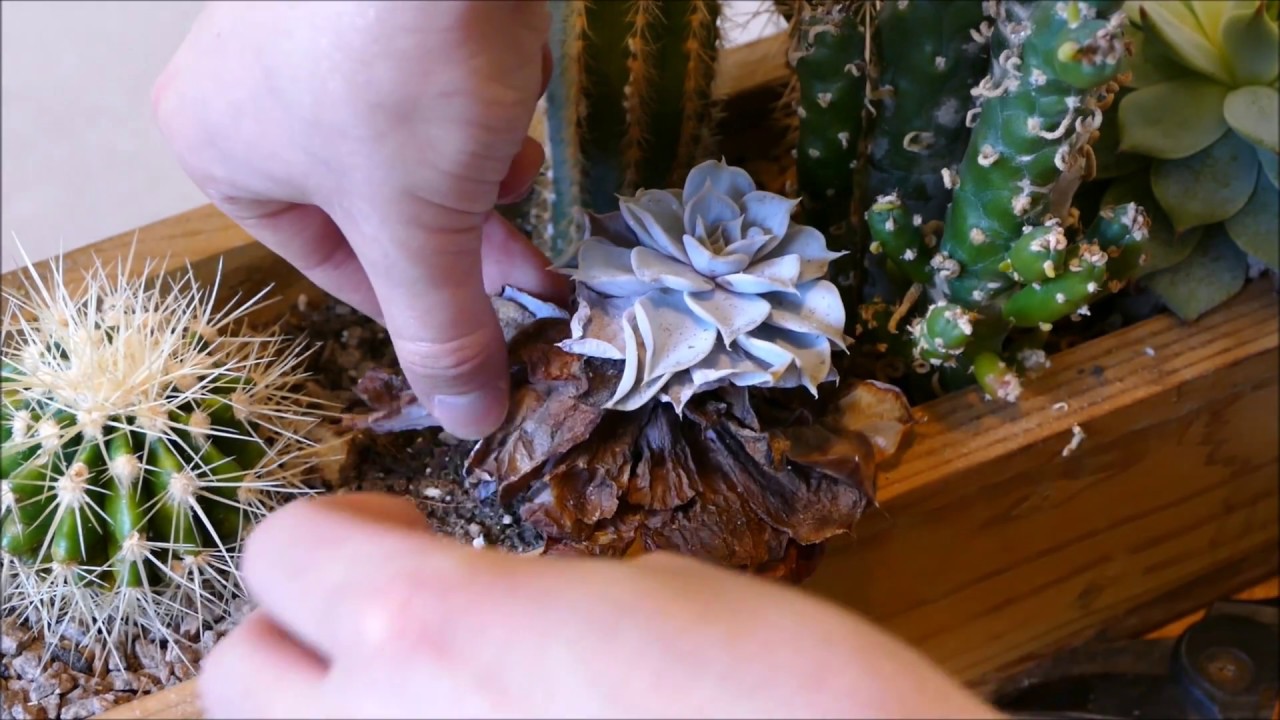 Cacti And Succulent Trough Maintenance (2018) - YouTube