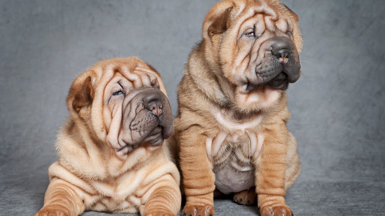 Uncovering Famous Chinese Shar-Peis in History and Popular Culture ...
