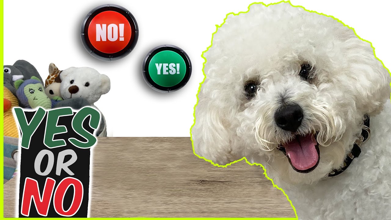 Dogs Answer Yes or No - Dog Talking Video - YouTube