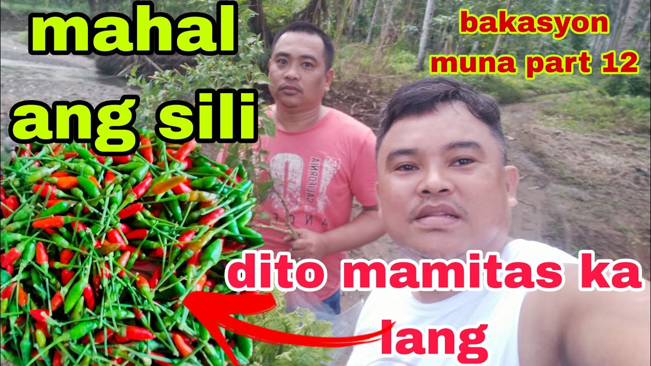 NATIVE SILING LABUYO |MAGKANO KILO NGAYON #harvest #mindanao - YouTube