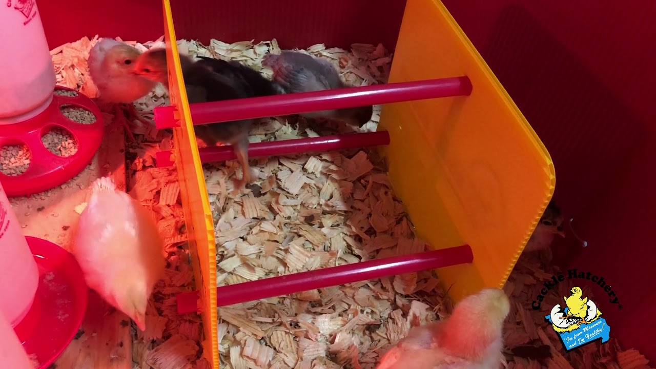 Roost Boost In Use - YouTube