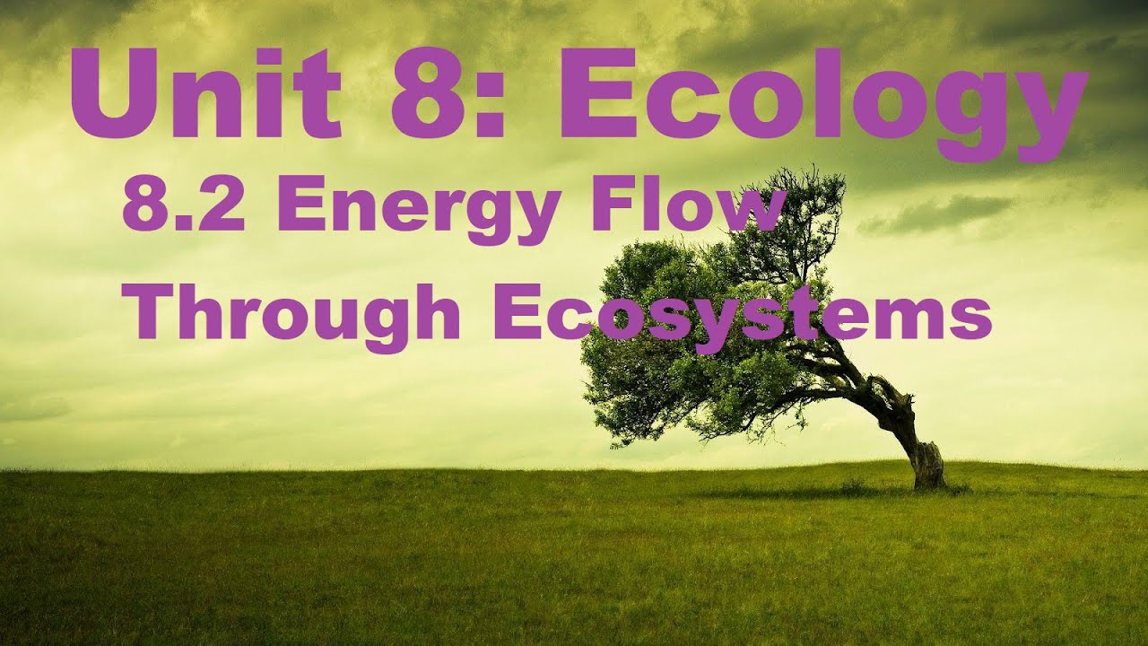 AP Biology - Unit 8 - 8.2 - Energy Flow Through Ecosystems #apbio # ...