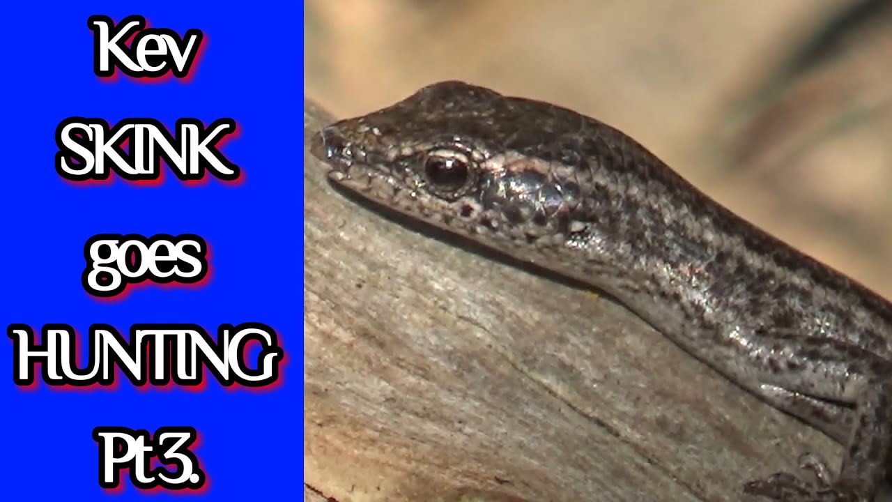 Kev SKINK goes HUNTING Pt 3. - YouTube