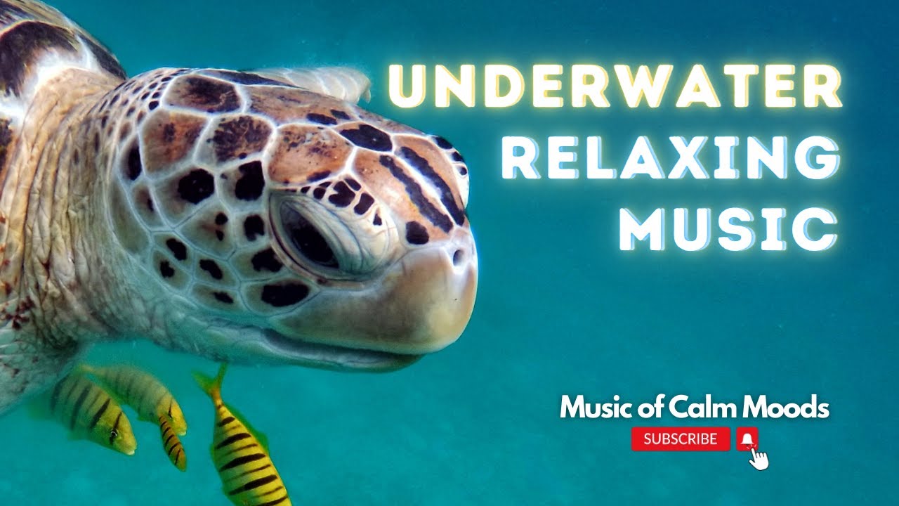 🌊 Soothing Underwater Music: Relax and Unwind with Tranquil Ocean ...